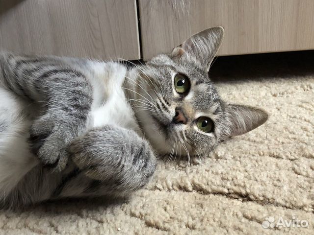 Кошка в добрые руки
