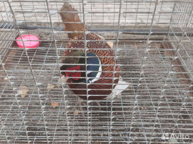 Фазан дикий