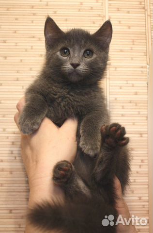 Дымчатый котенок Кеша