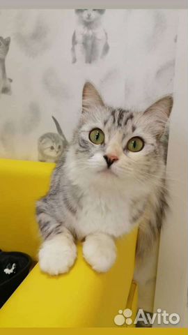 Невероятная красавица кошка Белка в дар