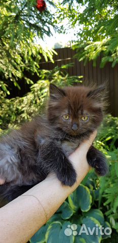 Котенок в добрые руки