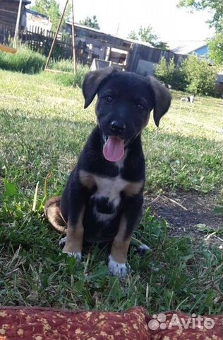 Щенок девочка 2,5 месяца с доставкой