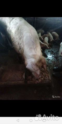 Свинья Ландрас