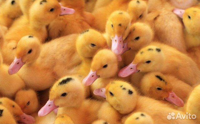 Муларды, гусь серый