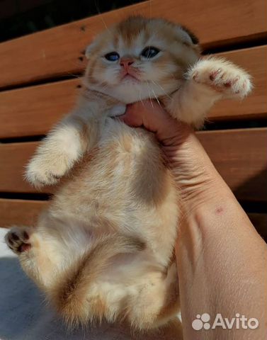 Золотые шотландцы