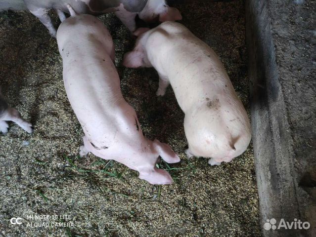 Хрячек Пьетрен+кб