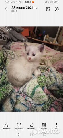 Замечательный сиамский котенок