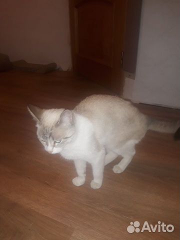 Тайская кошка