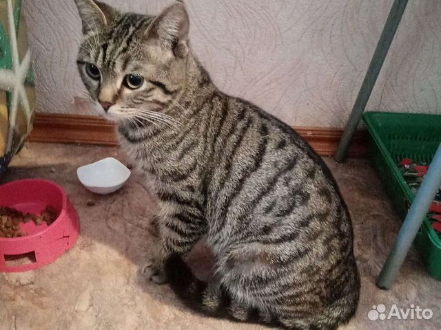 Отдам кота в добрые руки