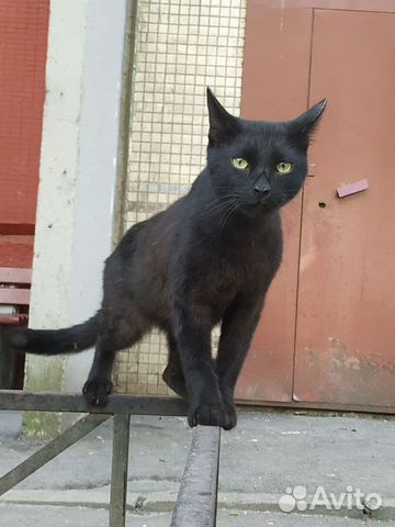 Отдается молодой котик подросток метис Бомбея