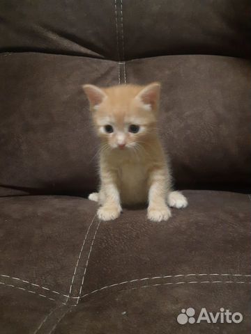 Рыжие комочки счастья