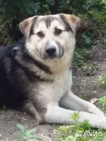 Собака в добрые руки парода смешаная