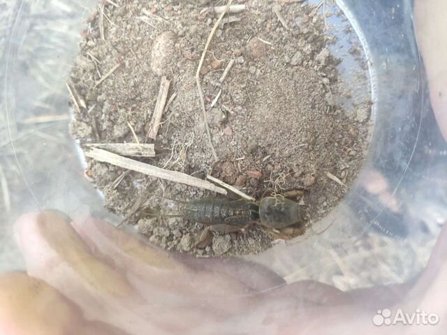 Медведка самец