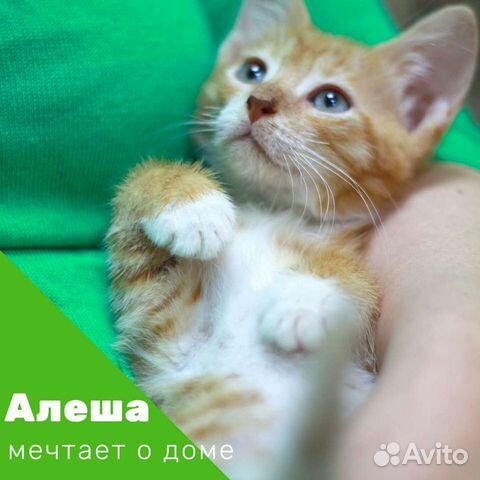 Рыжий котенок мальчик Алёшка 2,5 мес