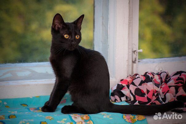 Черный котенок,3,5 месяца в поисках семьи