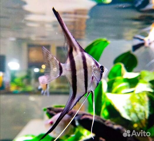 Альтум перуанский