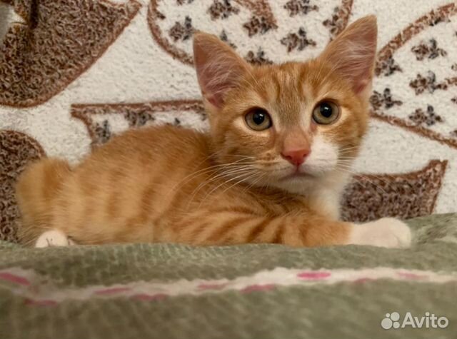 Котёнок Рикки в добрые руки