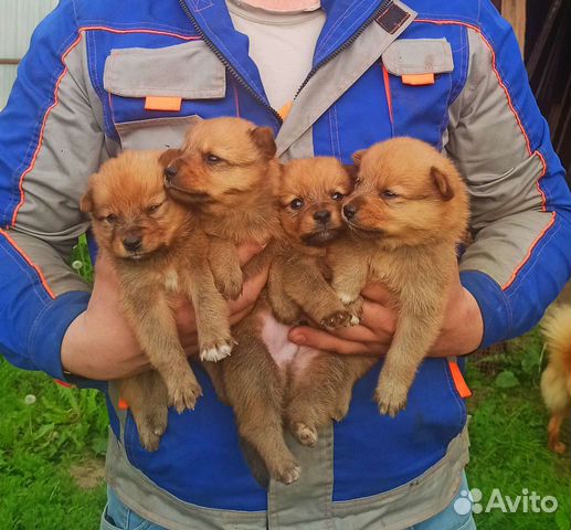 Щенки карело-финской лайки