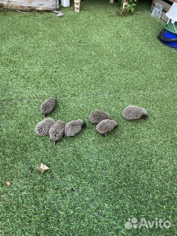 Ежики бесплатно