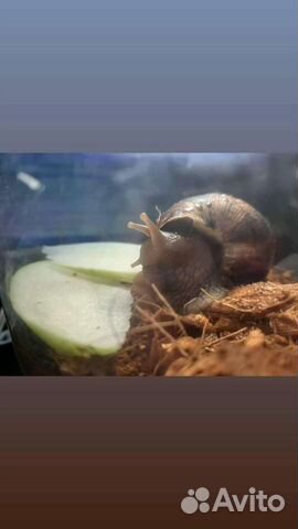 Улитки ахатины