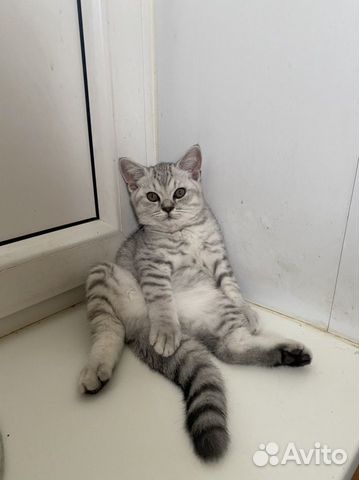 Британский котёнок Матроскин Окрас вискас