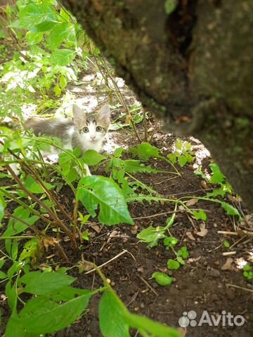 Кошки