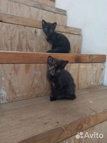 Кошка в дар