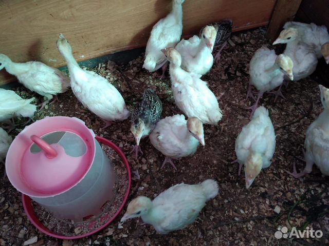 Индюшата, индоутята, цыплята