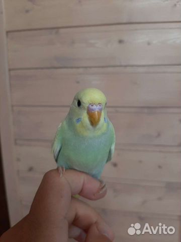 Волнистые попугаи