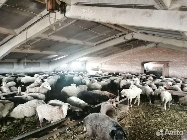 Овцы бараны
