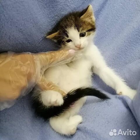 Котенок Пучеглазик в добрые руки