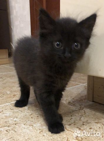 Черный котенок
