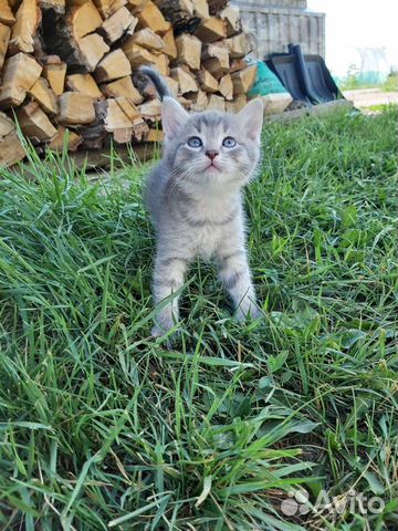 Домашние котята
