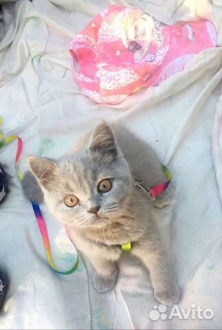 Отдам котенка