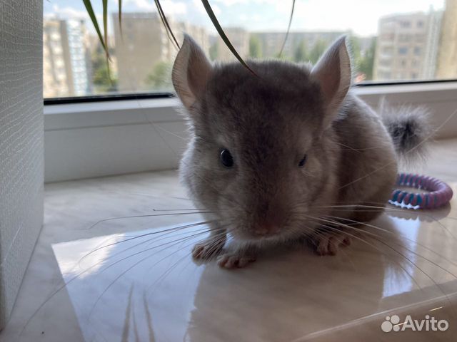 Шиншилла девочка гетеробеж. 2 месяца