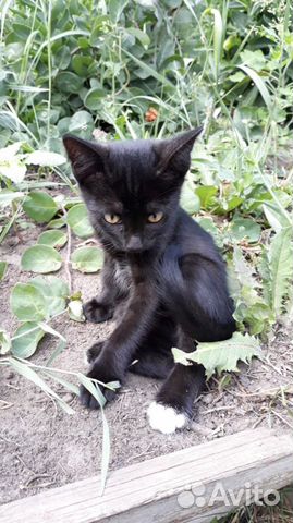 Котята отдам бесплатно