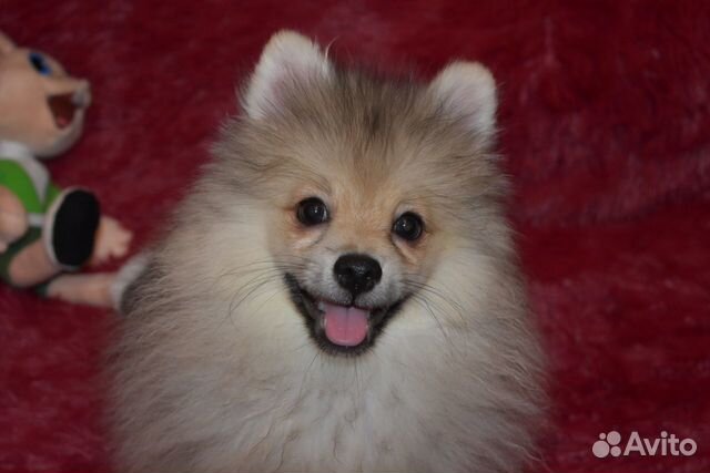 Шпиц - очаровательный пушистик