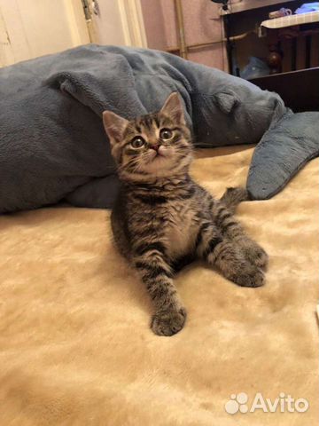 Девочка без лапки,никому не нужна