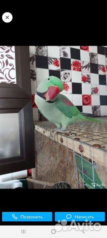Улетел попугай