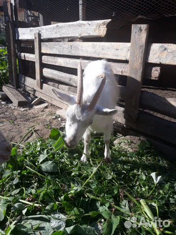 Козы, хряк, бройлеры