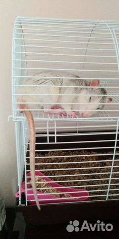 Крыса дамбо бесплатно