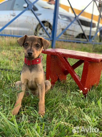 Ищет дом щенок от мелкой Собачки Фантик