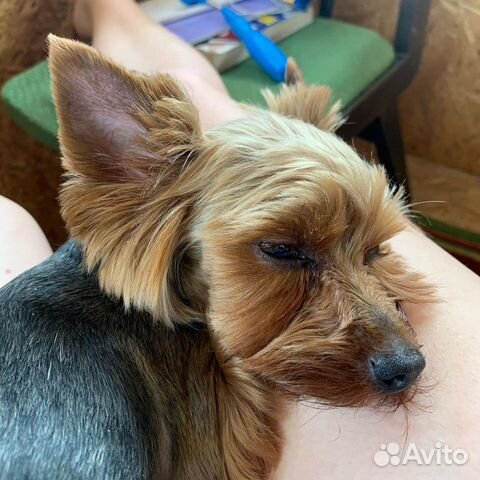 Потерялась собака воронеж