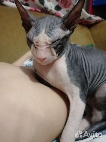 Сфинкс котенок 4 мес