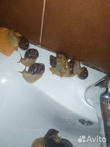 Улитки архахатины