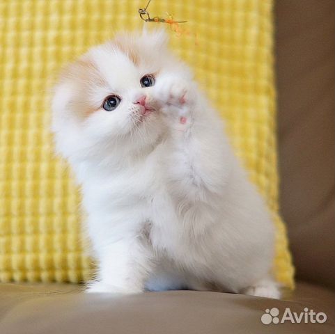 Хайленд Фолд, мальчик