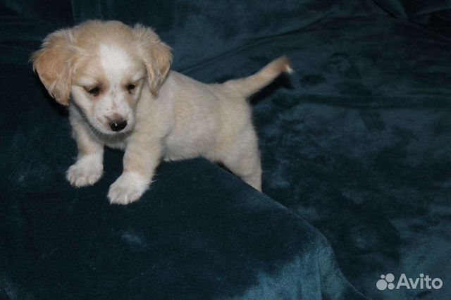 Малыш Бемби ищет дом