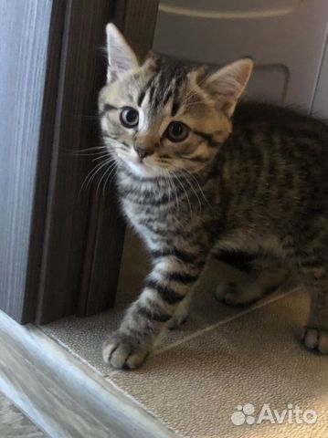 Шотландские котята скоттиш страйт