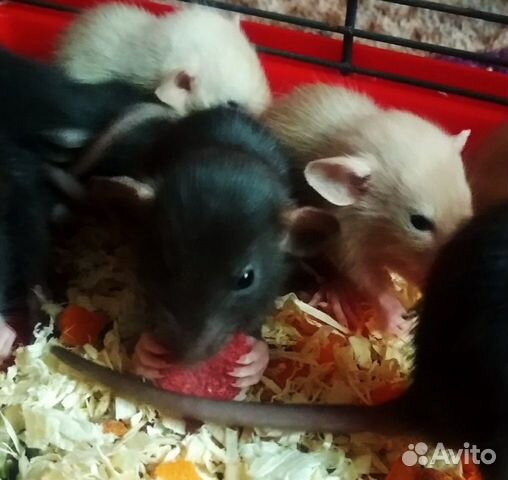 Крысята Дамбо