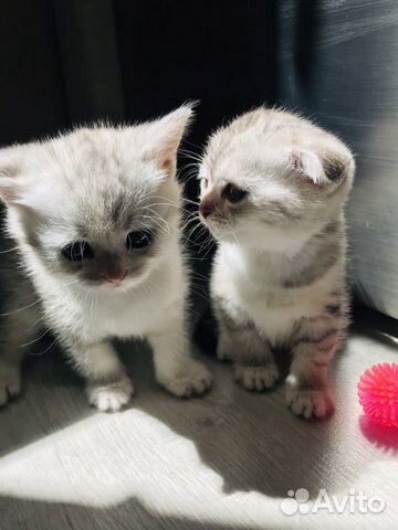 Шотландские котята